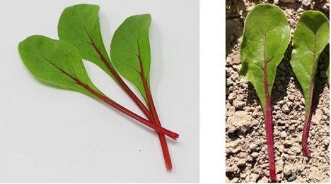 Maraldi Sementi y Unigen Seeds Spain presentan su gama de variedades ...