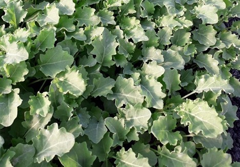 Maraldi Sementi y Unigen Seeds Spain presentan su gama de variedades ...