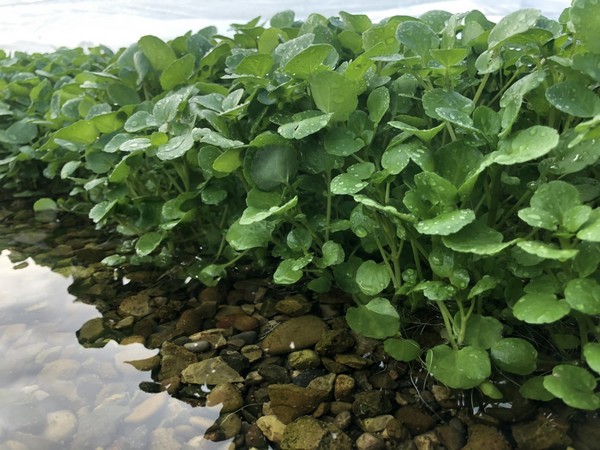 “Creemos que los berros de agua triunfarán en España”