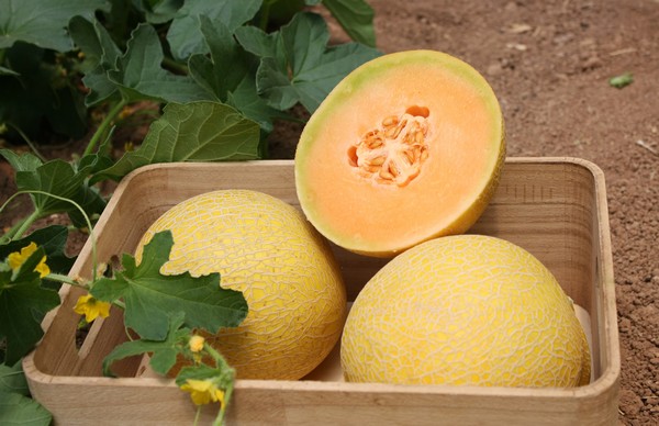 Llega al mercado un revolucionario melón Galia de carne naranja