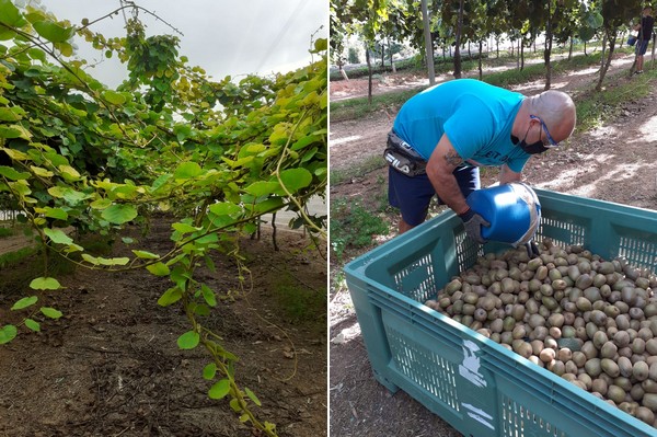 Primera temporada de Kibi Gold Sunxy y Red Kibi Rossy en España