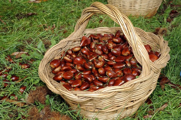 “Las castañas de buena calidad no van a tener ningún problema de ventas”