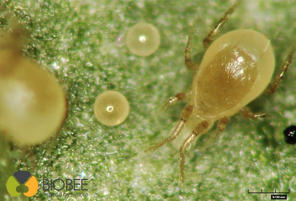 Patentan un nuevo método de cría de "P. persimilis"