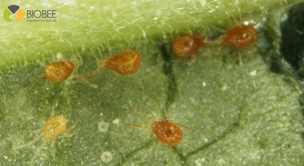 Patentan un nuevo método de cría de "P. persimilis"