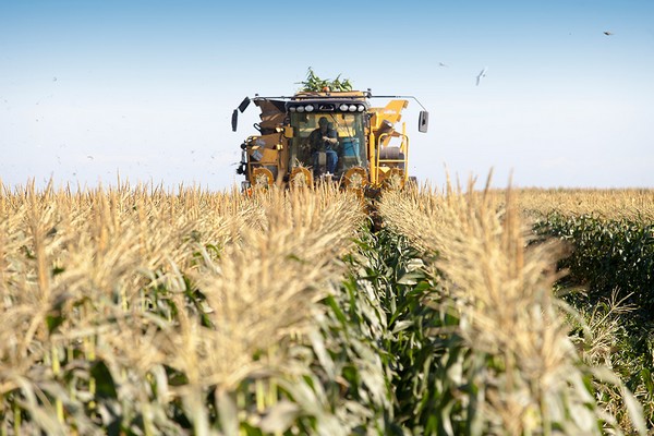 "The consumption of sweet corn has evolved in recent decades and every ...