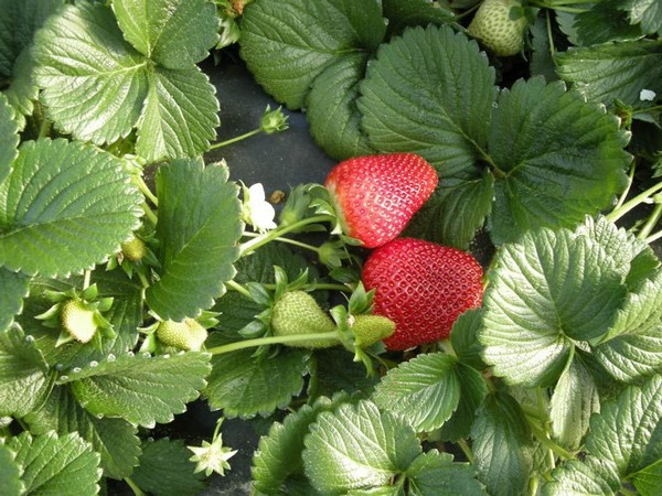 The Fragaria strawberry was awarded the Flavor of the Year Award for ...