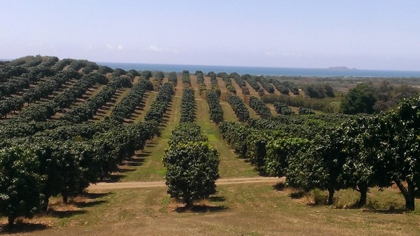 El mango de Puerto Rico apuesta decididamente por crecer más en el ...