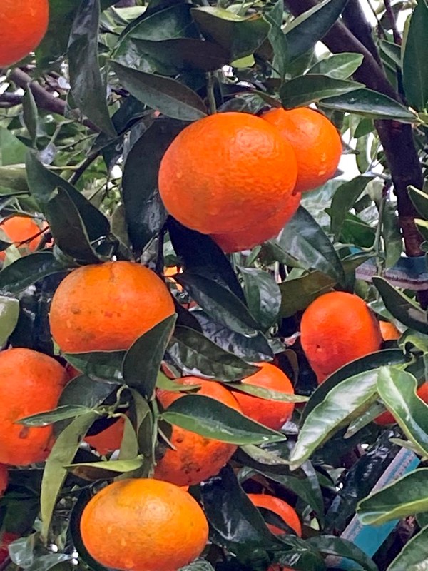 "The Leanri has surprised us by bringing the harvest in Huelva forward ...