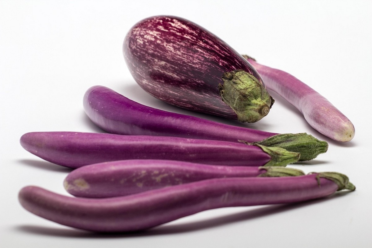 Japanese aubergines in Andalusia