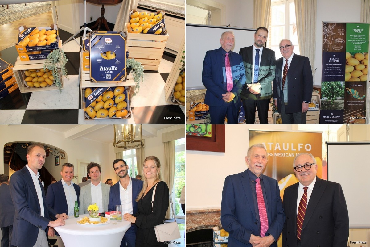 Ataúlfo, the mango with designation of origin, aims for Europe