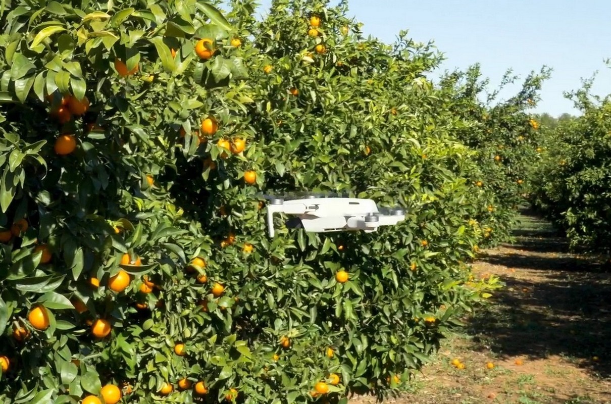 ORC has eliminated more than 10,000 illegal ORRi mandarin plants during ...