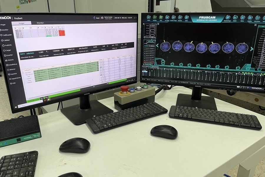 Reemoon promotes intelligent blueberry sorting with a new line launched ...