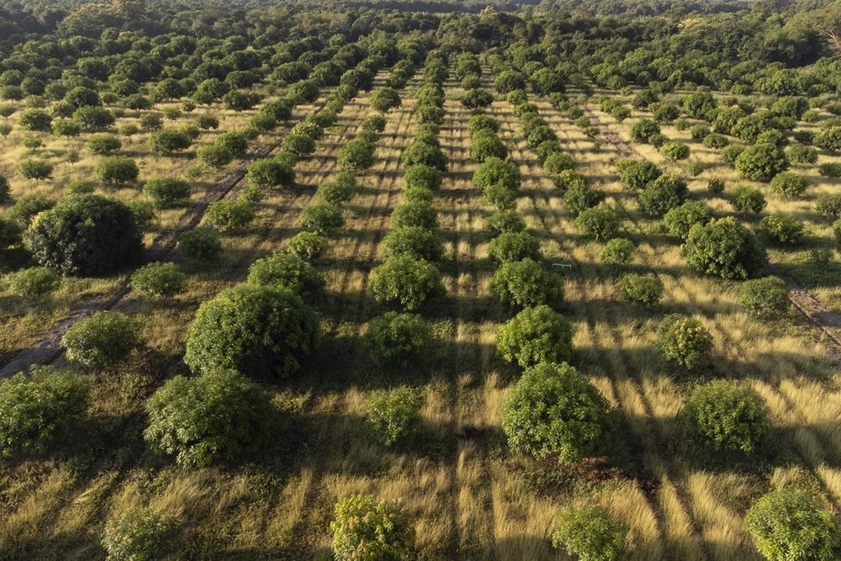 “Our goal is to promote the baby mango as an iconic Colombian product ...
