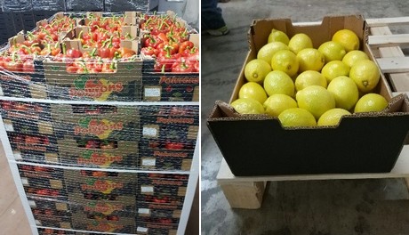 Le Maroc prépare sa campagne de la tomate
