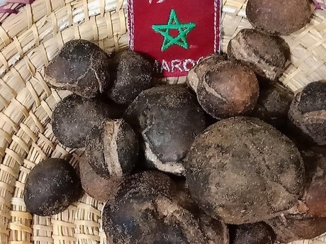 La plupart de nos truffes marocaines sont exportées au Qatar et en ...
