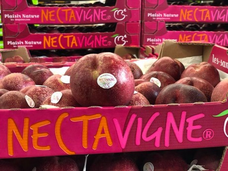 Bonne campagne de fruits à noyau