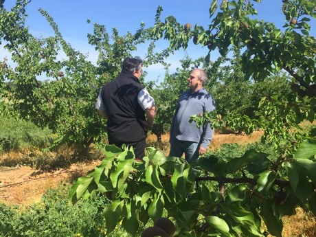 La saison des abricots sera compliquée