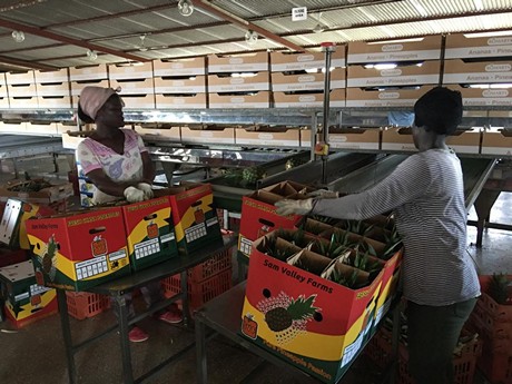 Une entreprise de 350 hectares d'ananas au Ghana