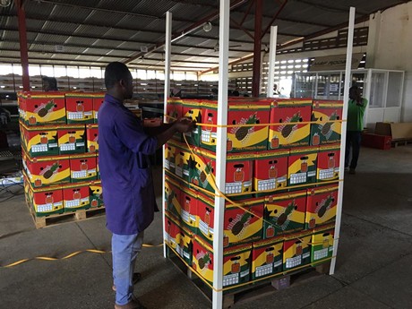 Une entreprise de 350 hectares d'ananas au Ghana