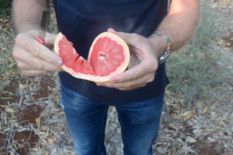 Orri reste le principal produit d'exportation d'agrumes d'Israël