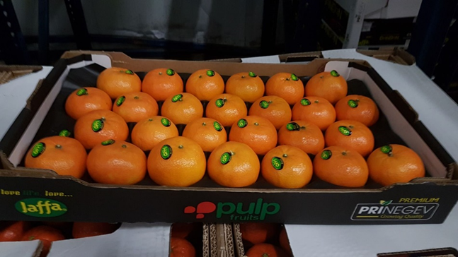 « On vend les clémentines 20 % moins chers que l’année dernière