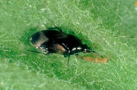 Fraises : les insectes utiles sont indispensables pour combattre les thrips