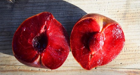 La prune à chair rouge sera présente au salon Fruit Logistica