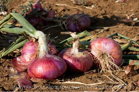 Rendement et qualité des oignons rouges plus faibles en raison des ...