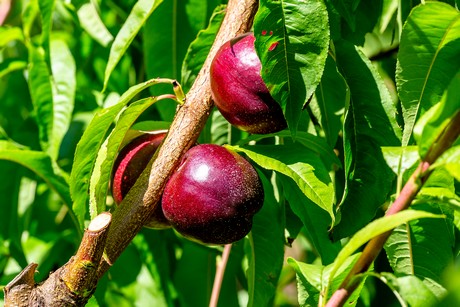 Goede vooruitzichten Frans steenfruit