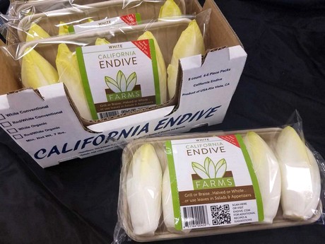 « Les endives biologiques sont en plein essor