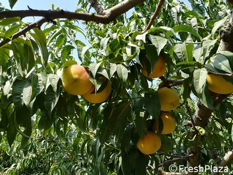 Italie : bonnes perspectives pour les pêches Percoca