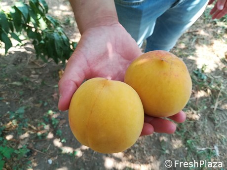 Italie : bonnes perspectives pour les pêches Percoca