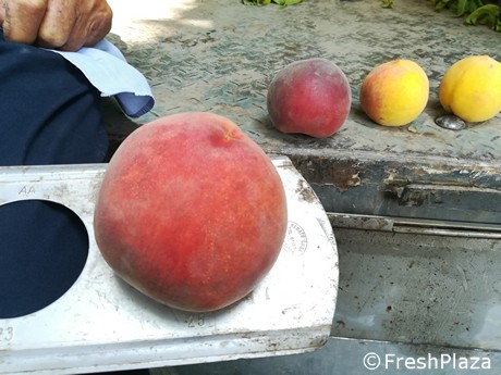 Italie : bonnes perspectives pour les pêches Percoca