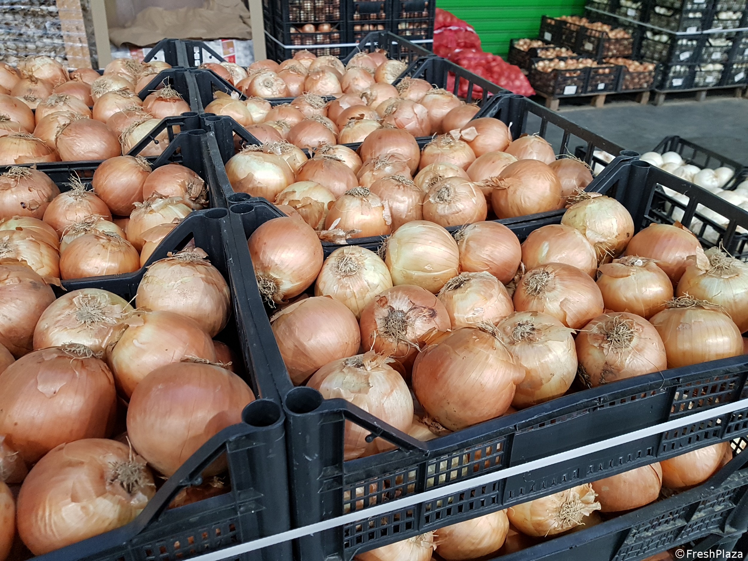 Italie : les prix de l'oignon à la hausse