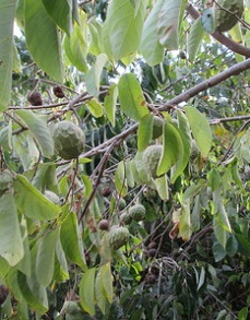 La culture du chérimolier au Cap-Oriental
