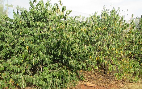La culture du chérimolier au Cap-Oriental