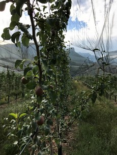 France: Superalp is proud of the new Qtee pears