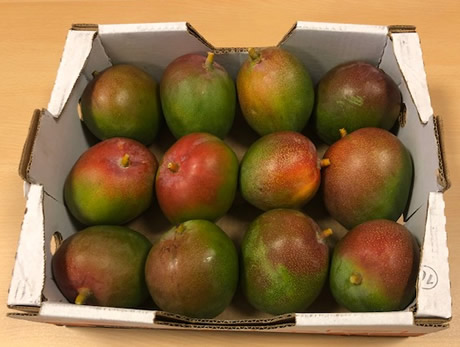 « Les premières mangues Kent sont arrivées du Brésil