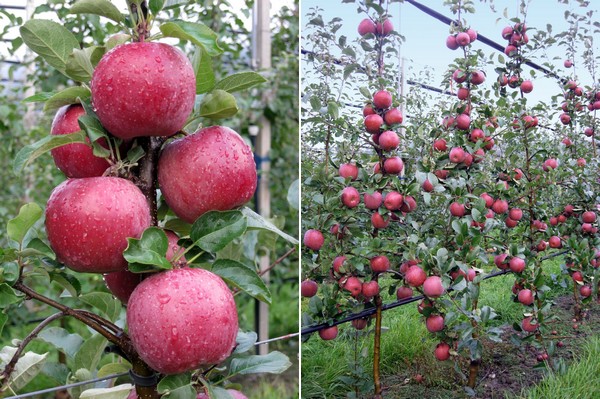 Nouvelle variété de pomme Fuji CIV