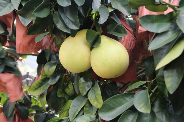 « Cette année, la saison du pomelo est plus courte que les autres années