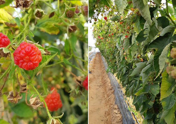 « Nous investissons massivement dans de nouvelles variétés de fruits ...