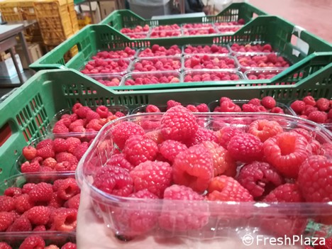 La production biologique et les fruits rouges de plus en plus demandés