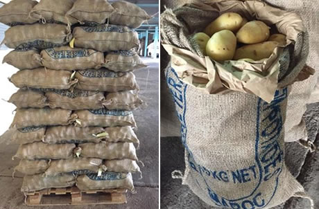 La saison des pommes de terre marocaines Nicola commence