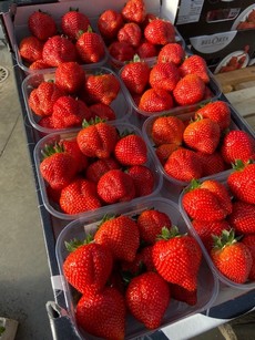 « Les fraises belges bien positionnées pendant les mois d'hiver