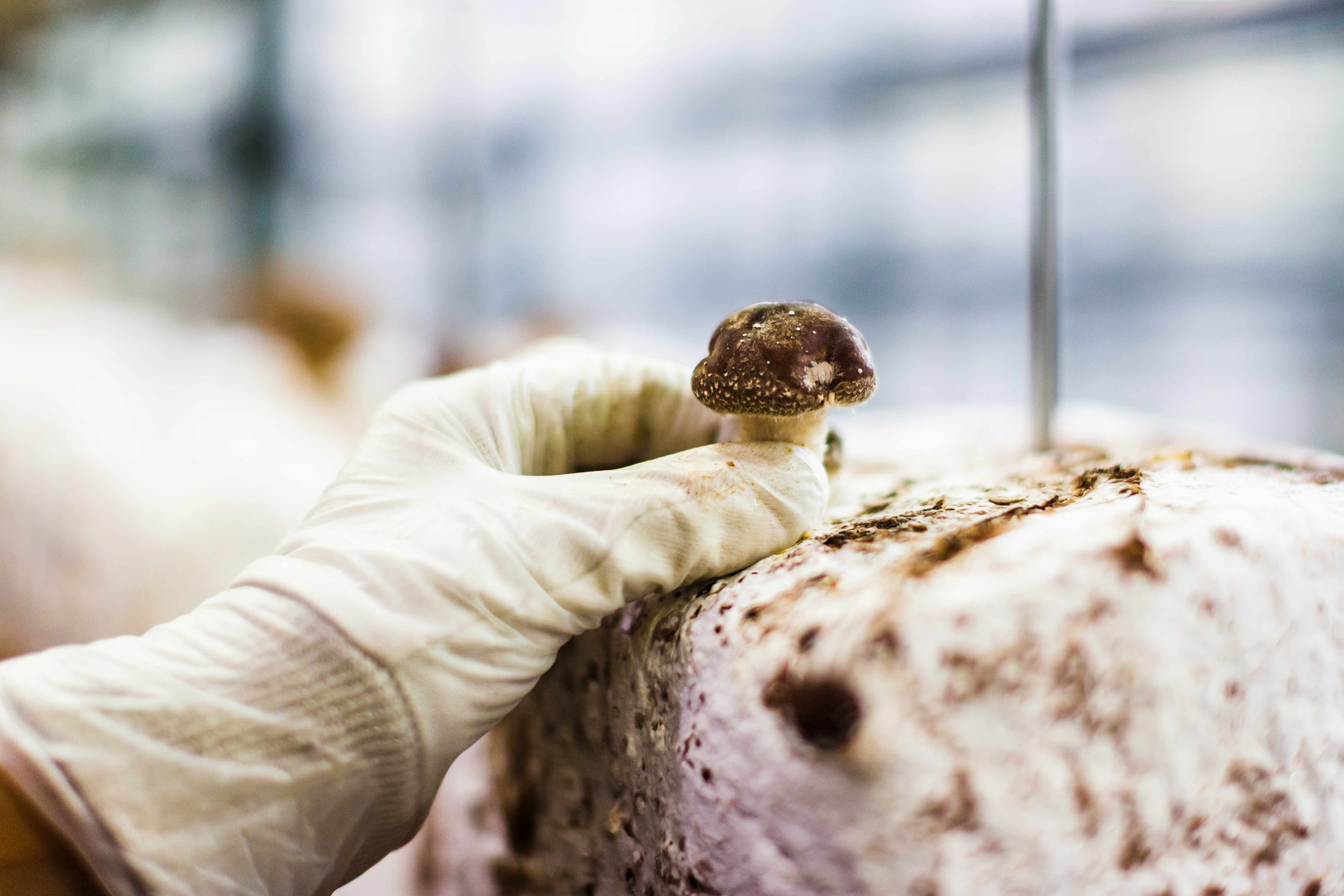 « Nous souhaitons faire découvrir le shiitake au consommateur français