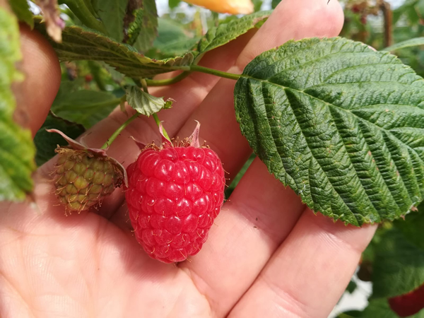 « Première récolte de framboises locales, de groseilles, de fraises et ...