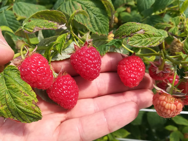 « Première récolte de framboises locales, de groseilles, de fraises et ...