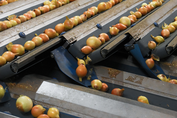 « Apporter une valeur ajoutée à l'industrie de l'oignon en augmentant ...