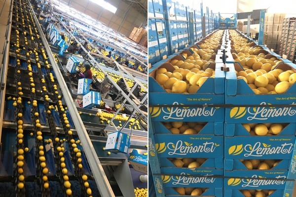 « L'interdiction des exportations de citrons turques a gravement ...
