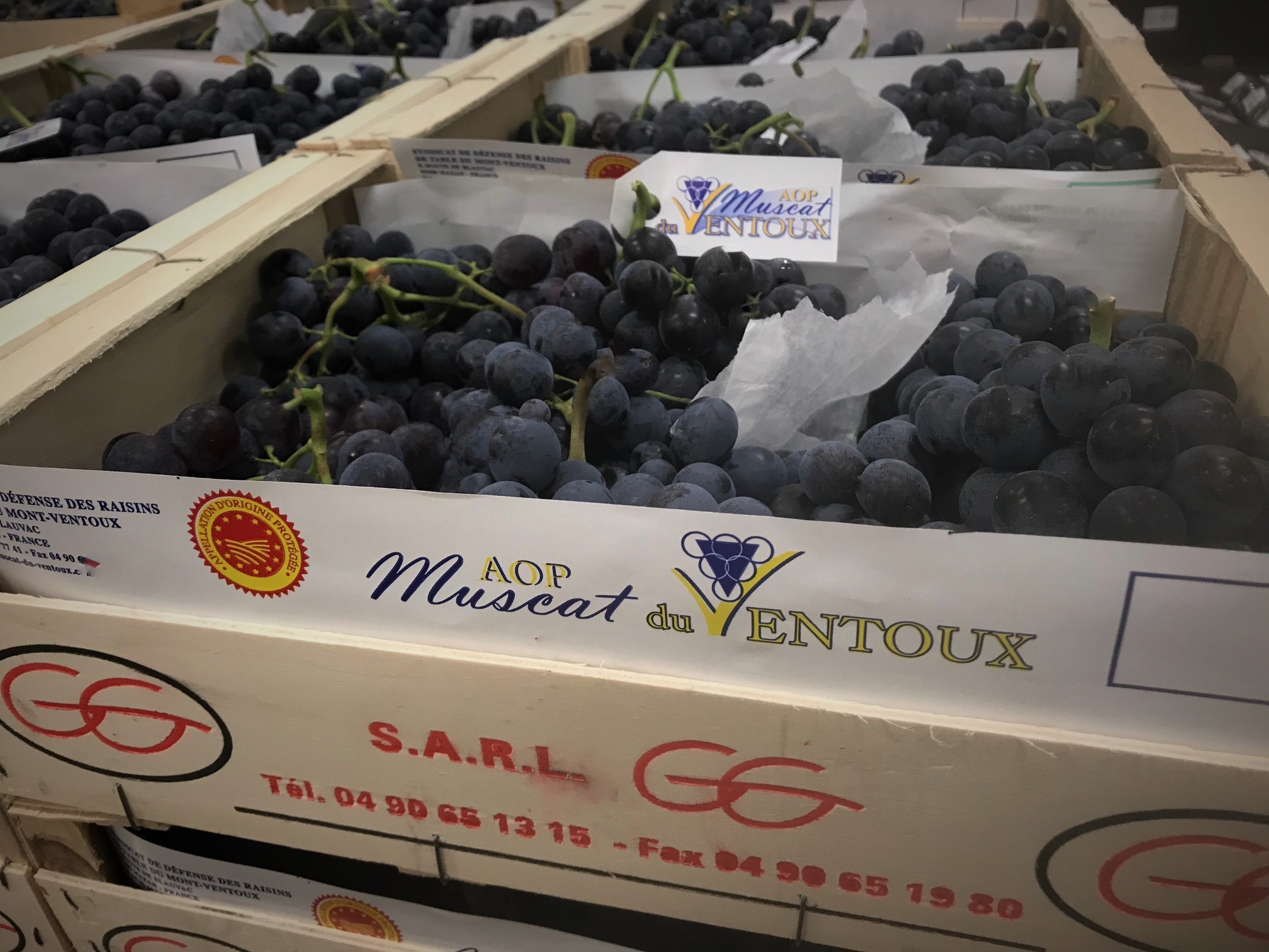 « Le marché du raisin de table est mieux que d’habitude